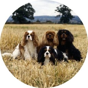 History of the Cavalier - How the Cavalier has come down to us from ...